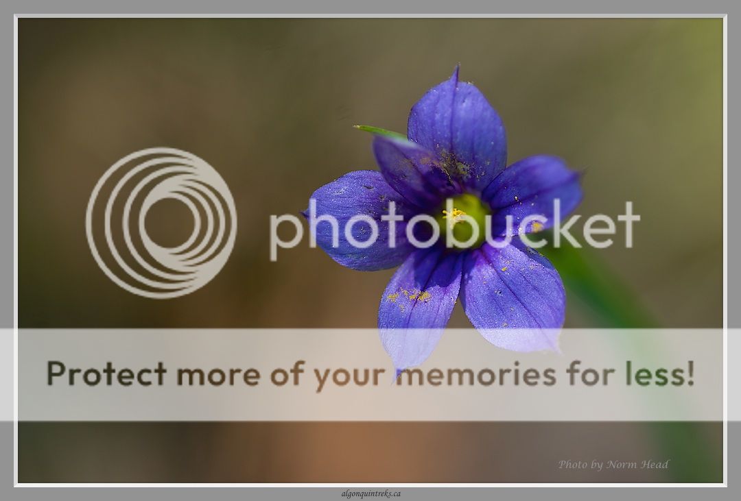 Wildflowers around the garden - PentaxForums.com